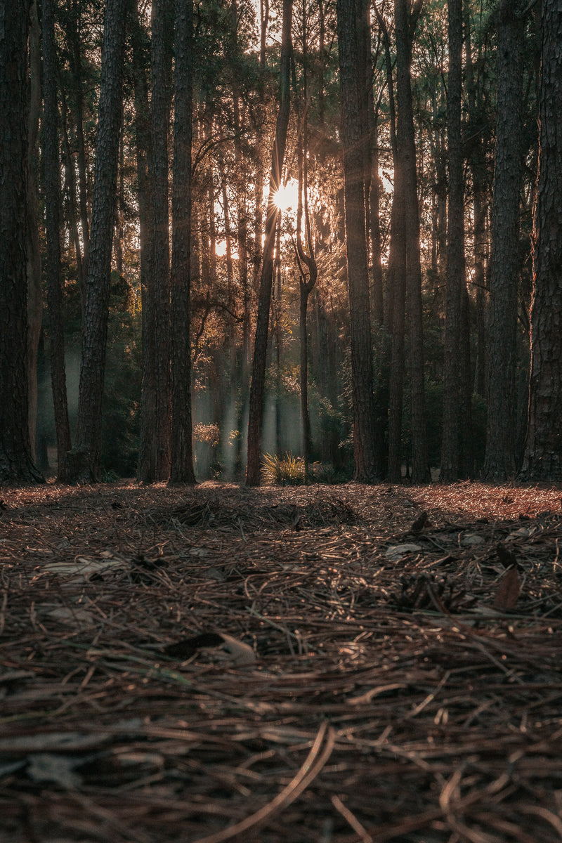 Rainforest Vibes – Stone and Bear